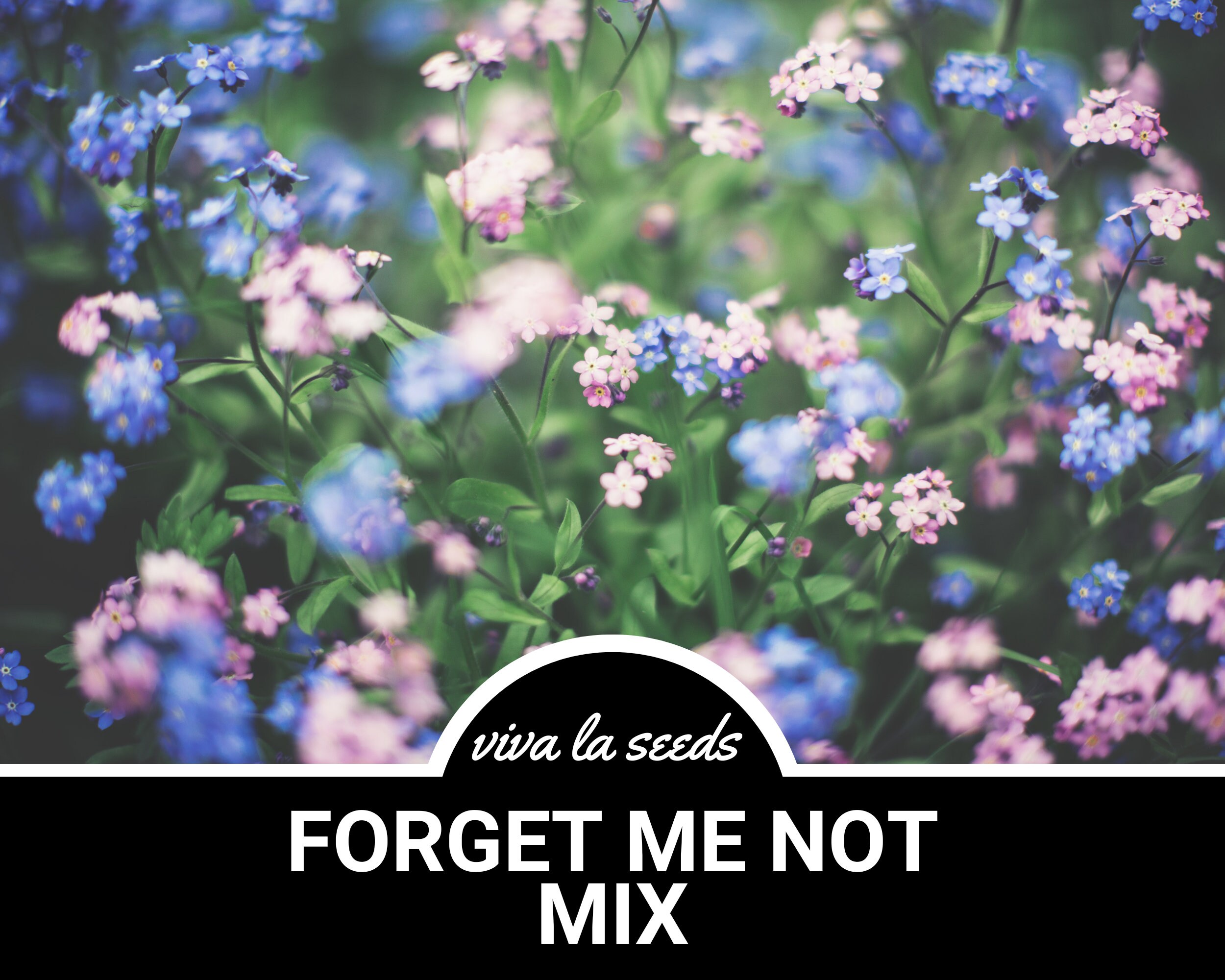 Forget Me Not, Mix | 100 Seeds | Heirloom Flower | Pink, White & Blue ...