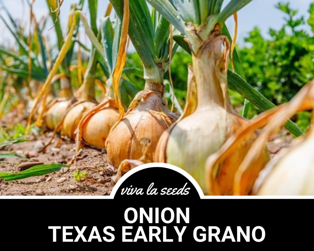 Onion, Texas Early Grano | 200 Seeds | Heirloom Vegetable | Open ...