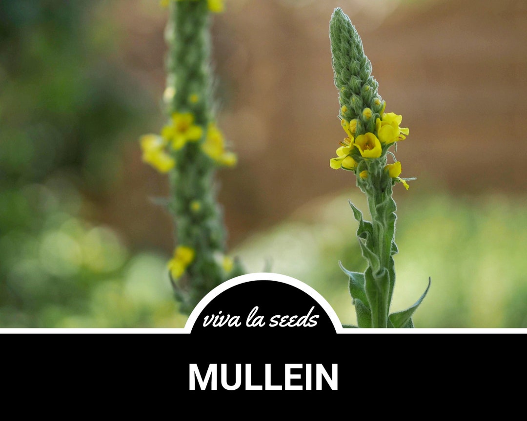 Mullein, Common | 100 Seeds | Medicinal | Heirloom | Nongmo | Verbascum ...