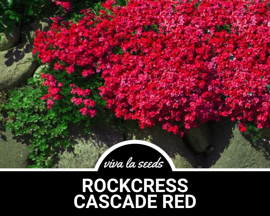 Rockcress, Cascade Red | 50 Seeds | Cascading Flowers | Aubrieta Hybrda ...