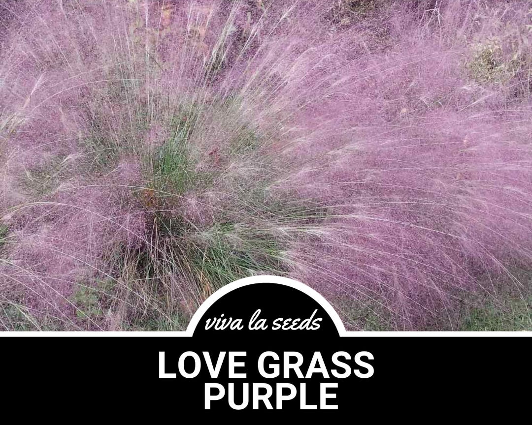 Love Grass, Purple | 50 Seeds | Heirloom Ornamental Grass | Drought ...