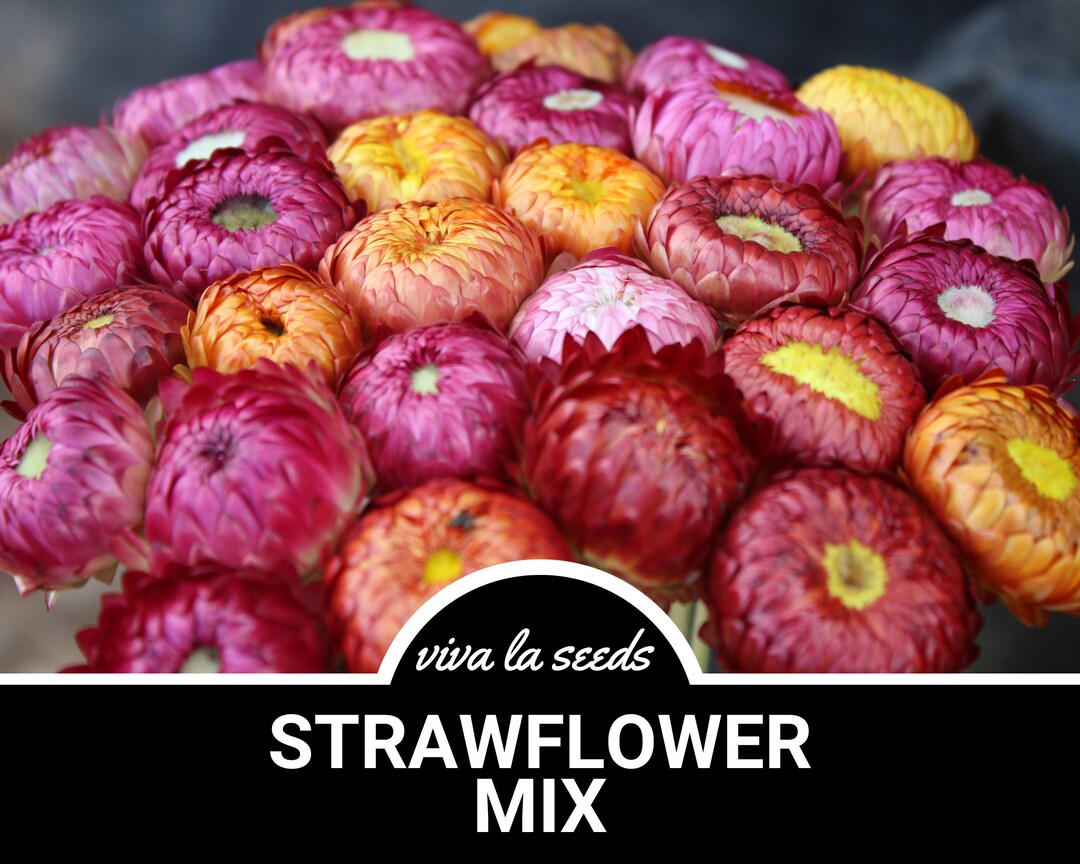 Strawflower Mix | 200 Seeds | Super Easy to Grow | Non-gmo ...