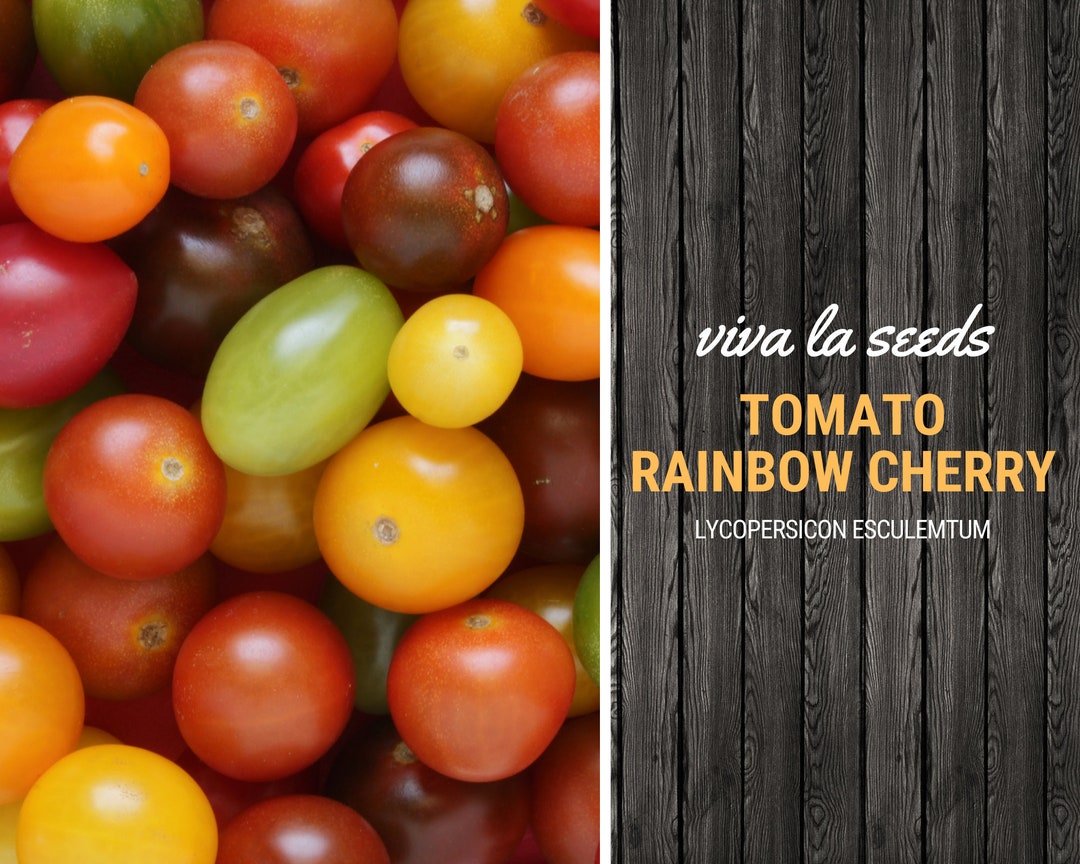 Tomato Rainbow Cherry 50 Seeds Heirloom Non-gmo - Etsy