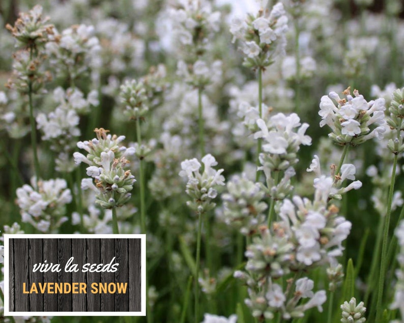 Lavender Snow 20 Seeds Beautiful Fragrant Blooms | Etsy