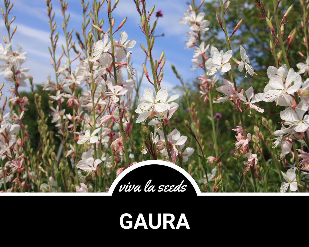 Gaura | 50 Seeds | Heirloom Flower | Long Time Bloomer | Stunning White ...