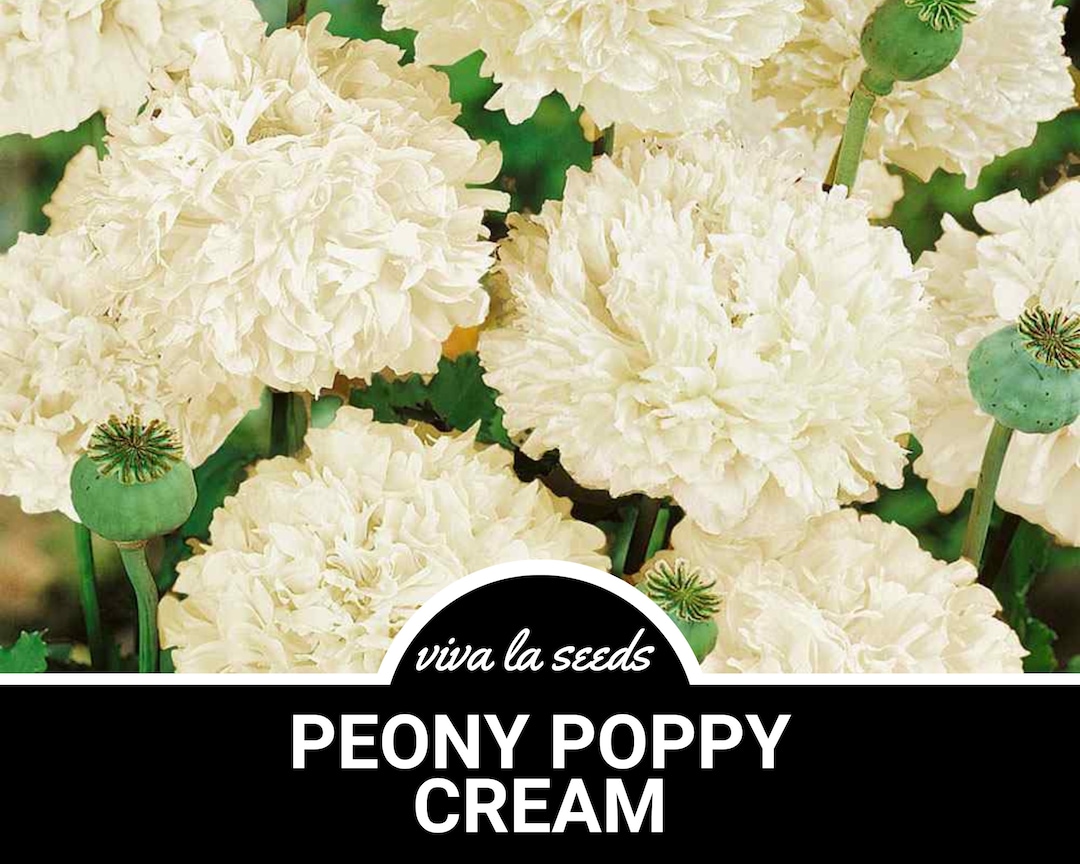 Peony Poppy, Cream | 100 Seeds | Stunning Poppy Look | Papaver ...