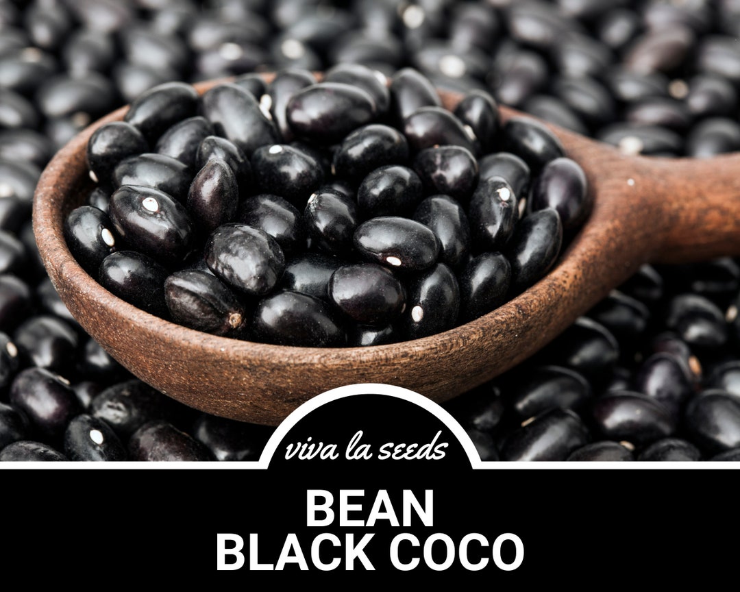Bean, Black Coco | 30 Seeds | Shelling & Dry Bean | Heirloom | Non-gmo ...
