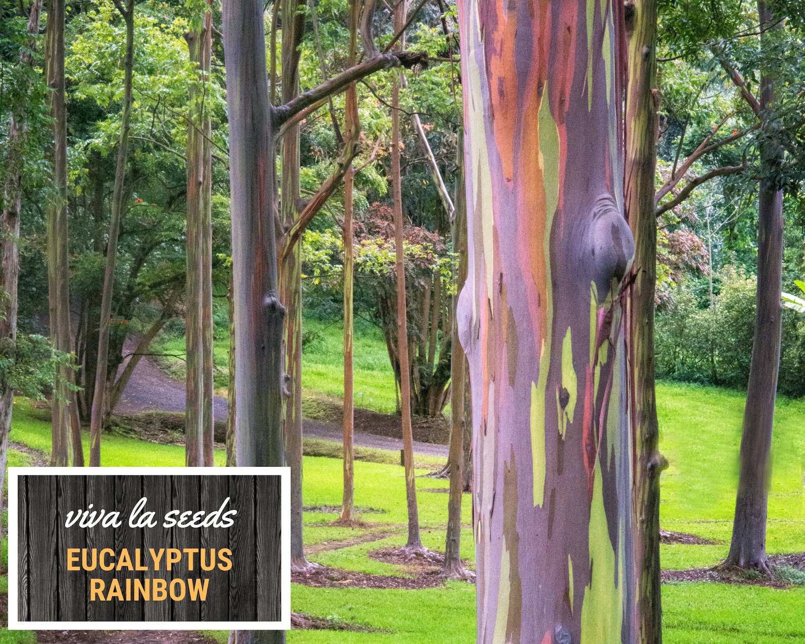 Eucalyptus, Rainbow Gum Tree | 100 Seeds | Medicinal | Easy to Grow ...