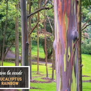 Eucalyptus, Rainbow Gum Tree | 100 Seeds | Medicinal | Easy to Grow ...