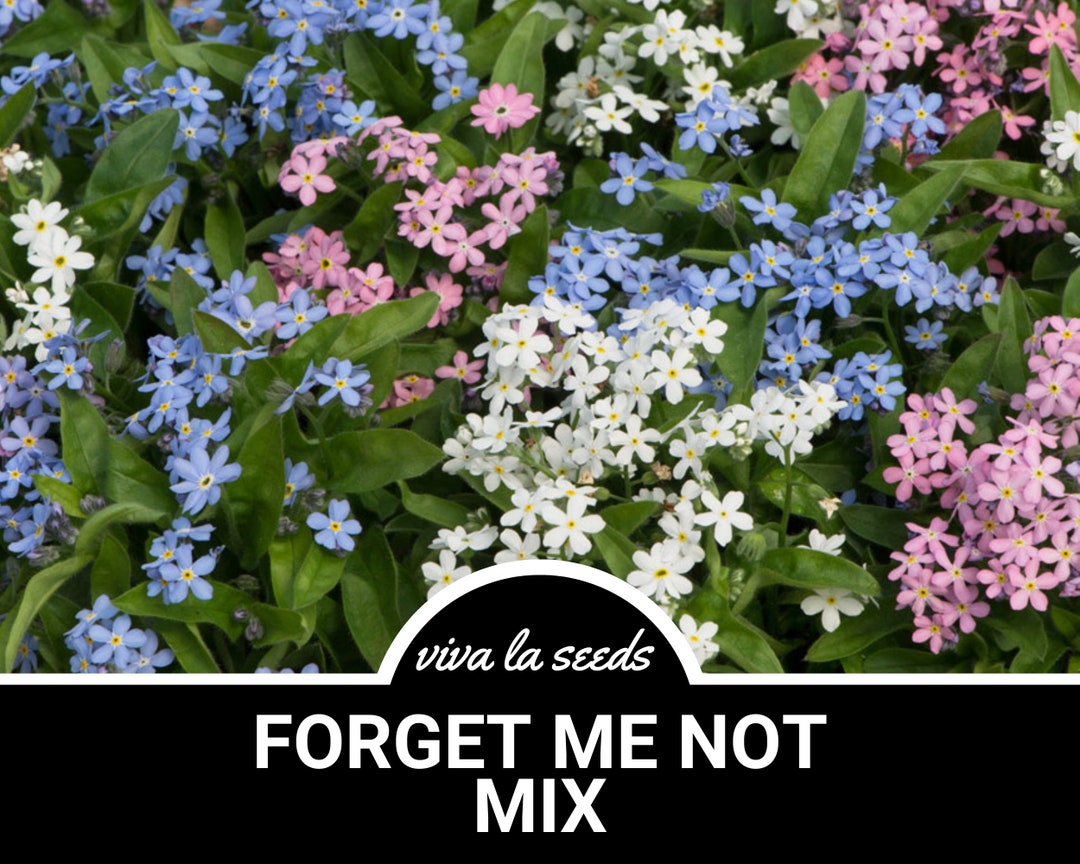 Forget Me Not, Mix | 100 Seeds | Heirloom Flower | Pink, White & Blue ...