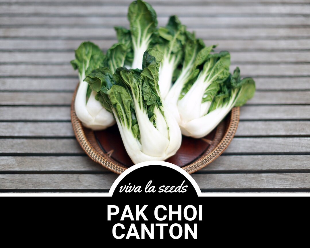 Pak Choi, Canton | Bok Choy | 200 Seeds | Heirloom Vegetable | Open ...