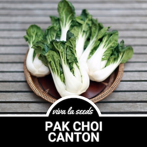 Pak Choi, Canton Bok Choy 200 Seeds Heirloom Vegetable Open Pollinated ...