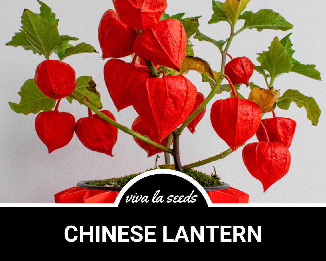 Chinese Lantern | 50 Seeds | Ornamental Heirloom Fruit | Edible Fruit ...