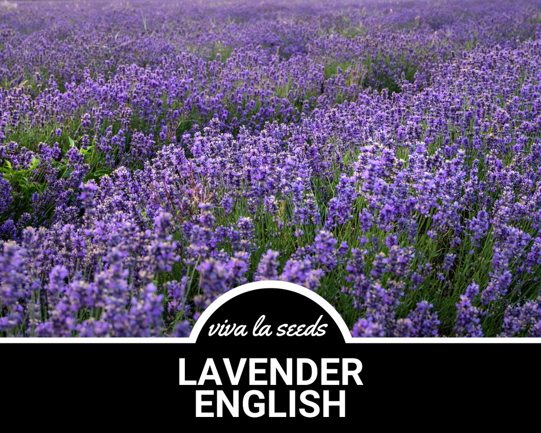 Lavender, English | 100 Seeds | Medicinal | Culinary Herb | Non GMO ...