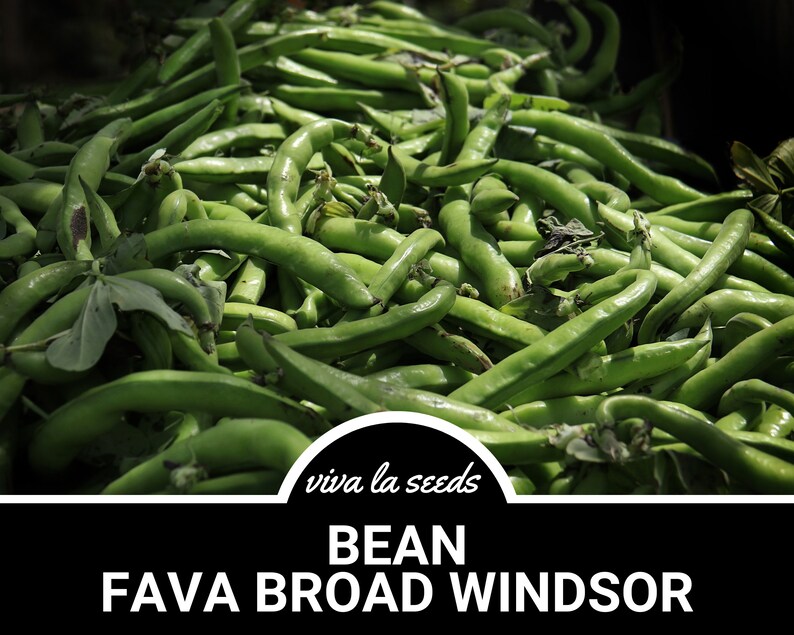 Bean, Fava Broad Windsor | 10 Seeds | Heirloom | Non-gmo | Open ...