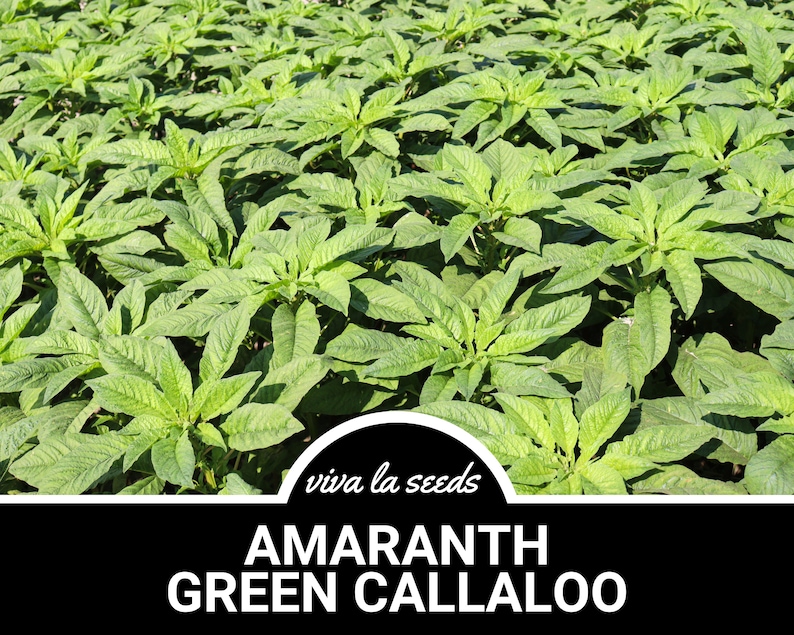 Amaranth, Green Callaloo | 100 Seeds | Heirloom | Non-gmo | Amaranthus ...