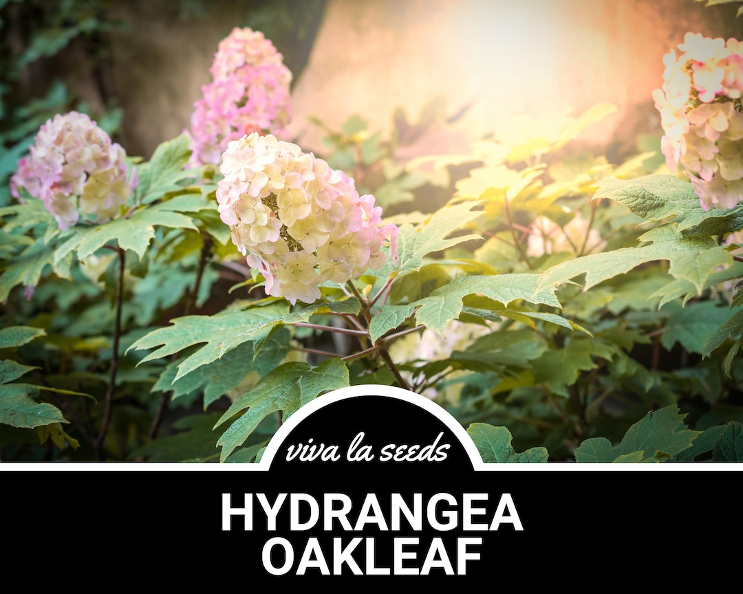 Hydrangea, Oakleaf | 100 Seeds | Heirloom Perennial Shrub | Large ...
