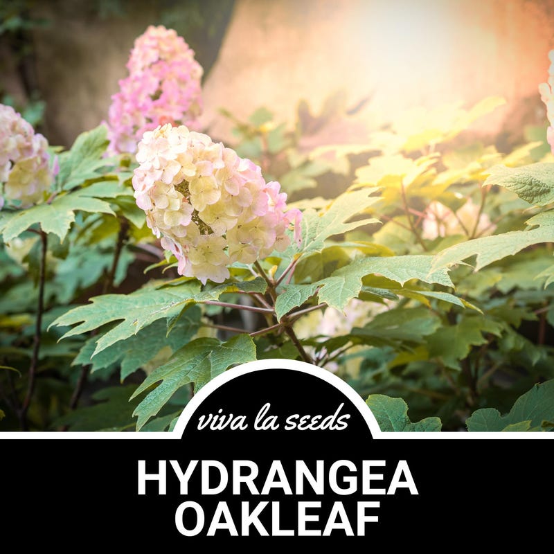 Hydrangea Seeds - Etsy
