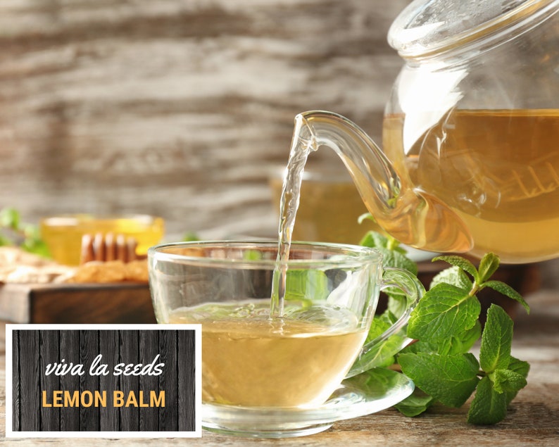 Tea Garden Seed Collection 6 Essential Tea Herb Seeds 20% - Etsy