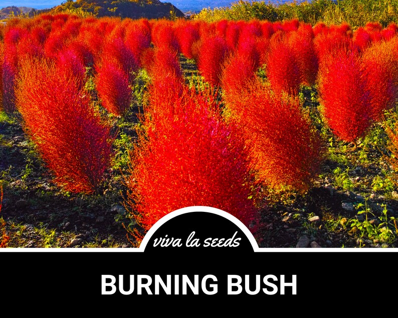 Burning Bush| 50 Seeds | Heirloom Shrub | Bush Changes From Green to ...
