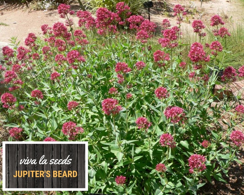 Jupiter's Beard, Red | 50 Seeds | Longtime Blooms and Pollinator ...