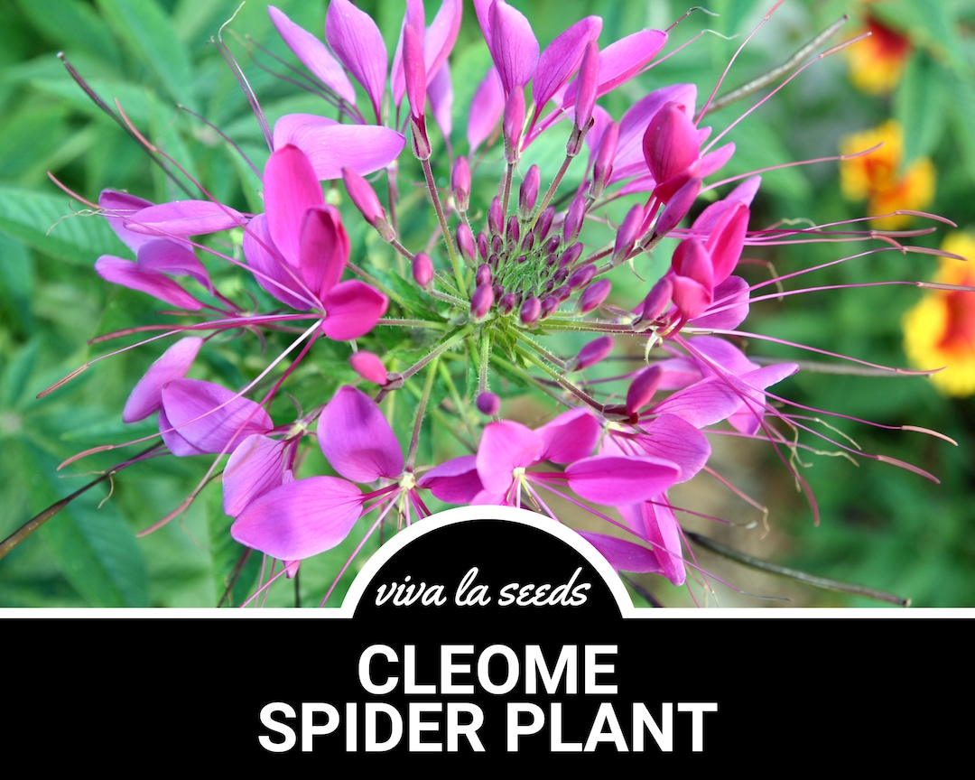 Cleome Flower | Spider Plant | 50 Seeds | Heirloom Annual Flower ...