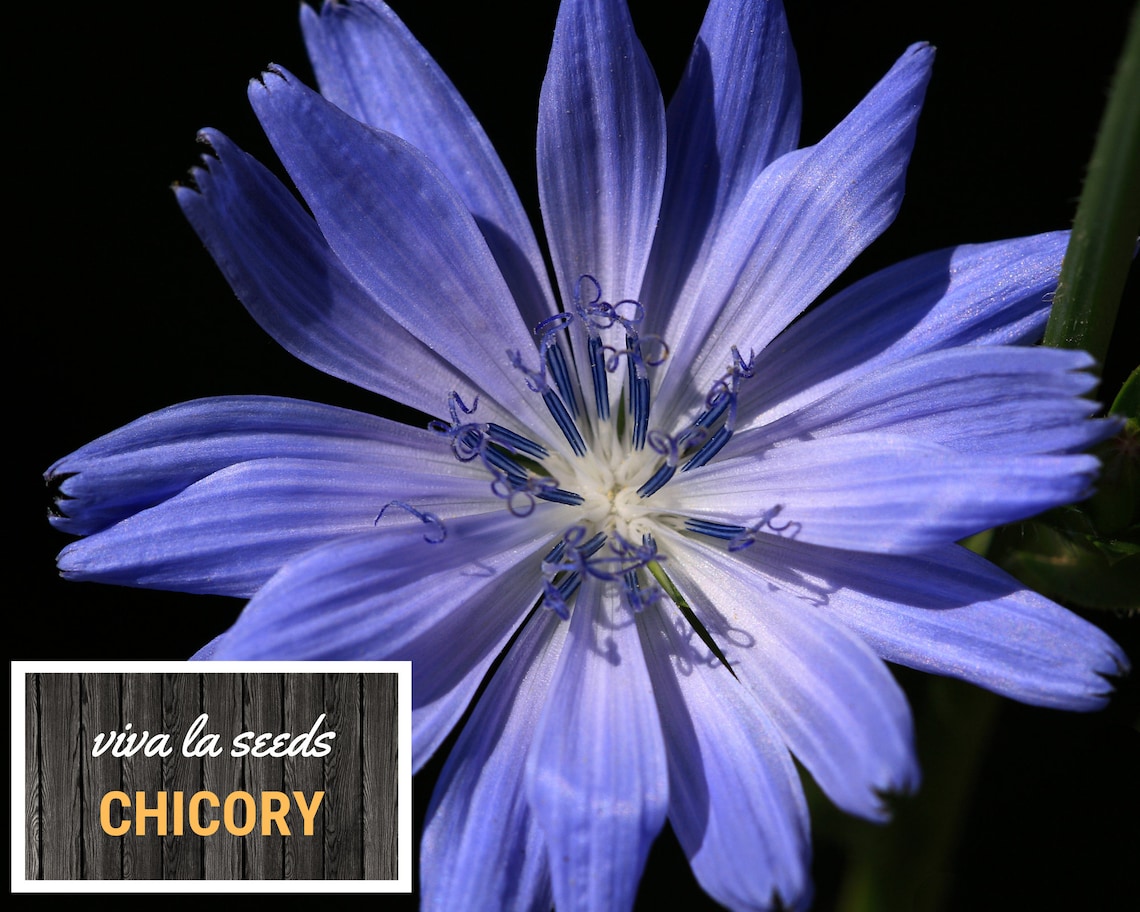 Chicory 200 Seeds Medicinal Culinary Non GMO | Etsy