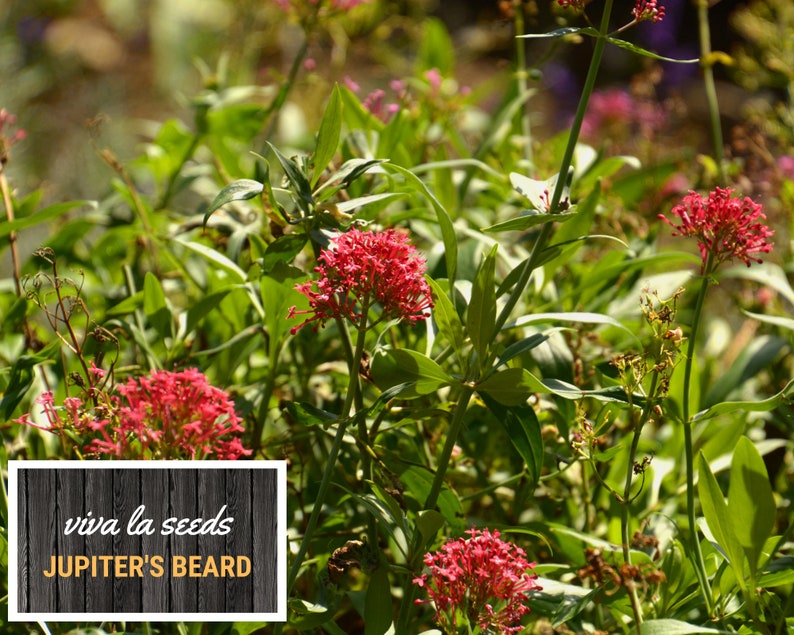 Jupiter's Beard, Red | 50 Seeds | Longtime Blooms and Pollinator ...