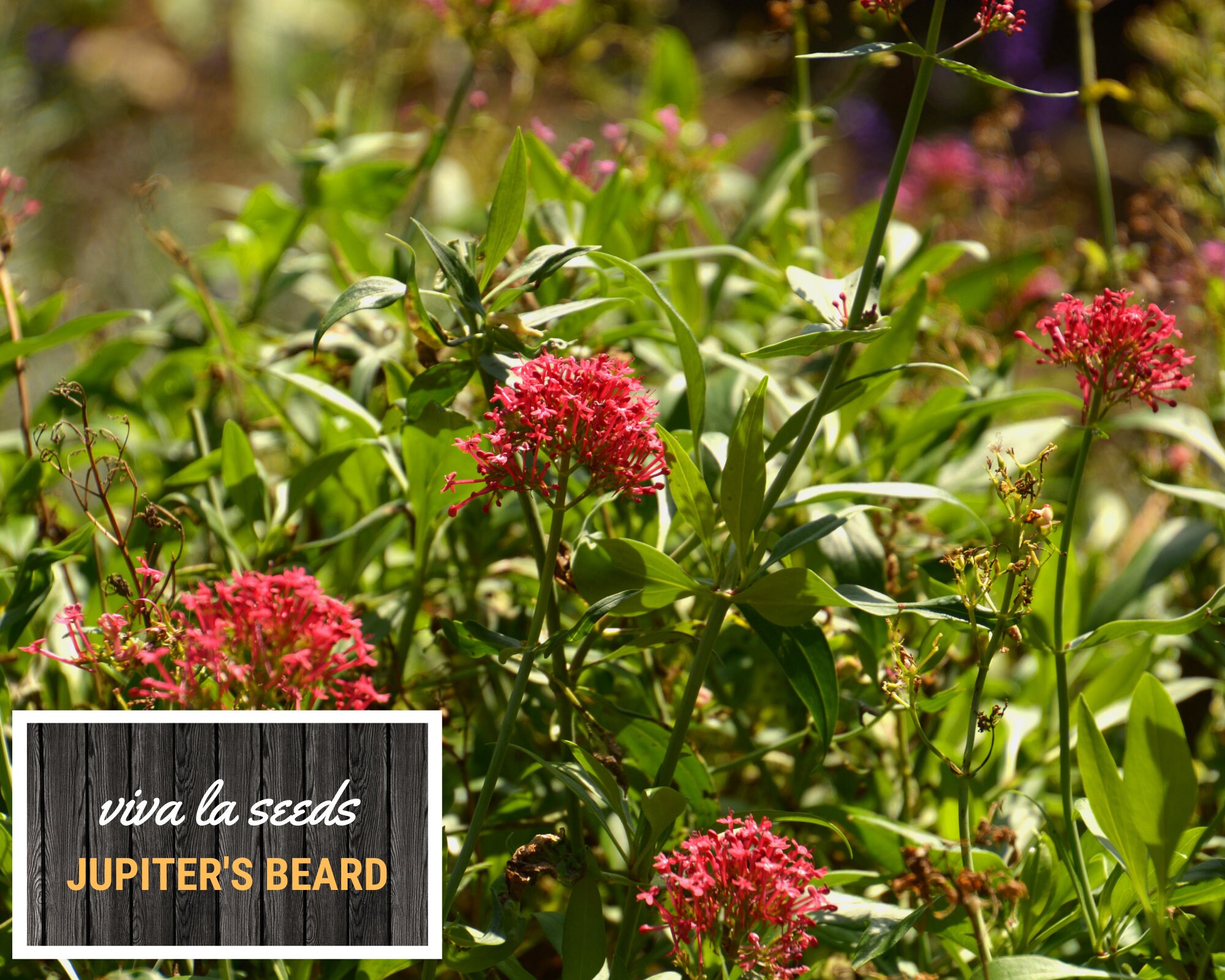 Jupiter's Beard, Red | 50 Seeds | Longtime Blooms and Pollinator ...