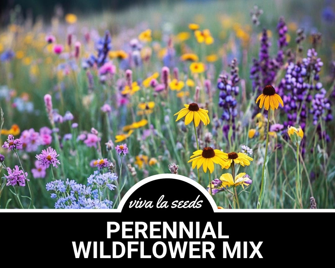 Wildflower Mix, Perennial | 15 Varieties Mix | 1000 Seeds | Stunning ...