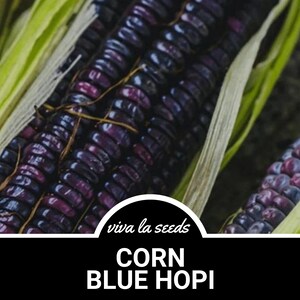 Corn, Blue Hopi | 30 Seeds | Heirloom Vegetable | Open Pollinated | Non ...