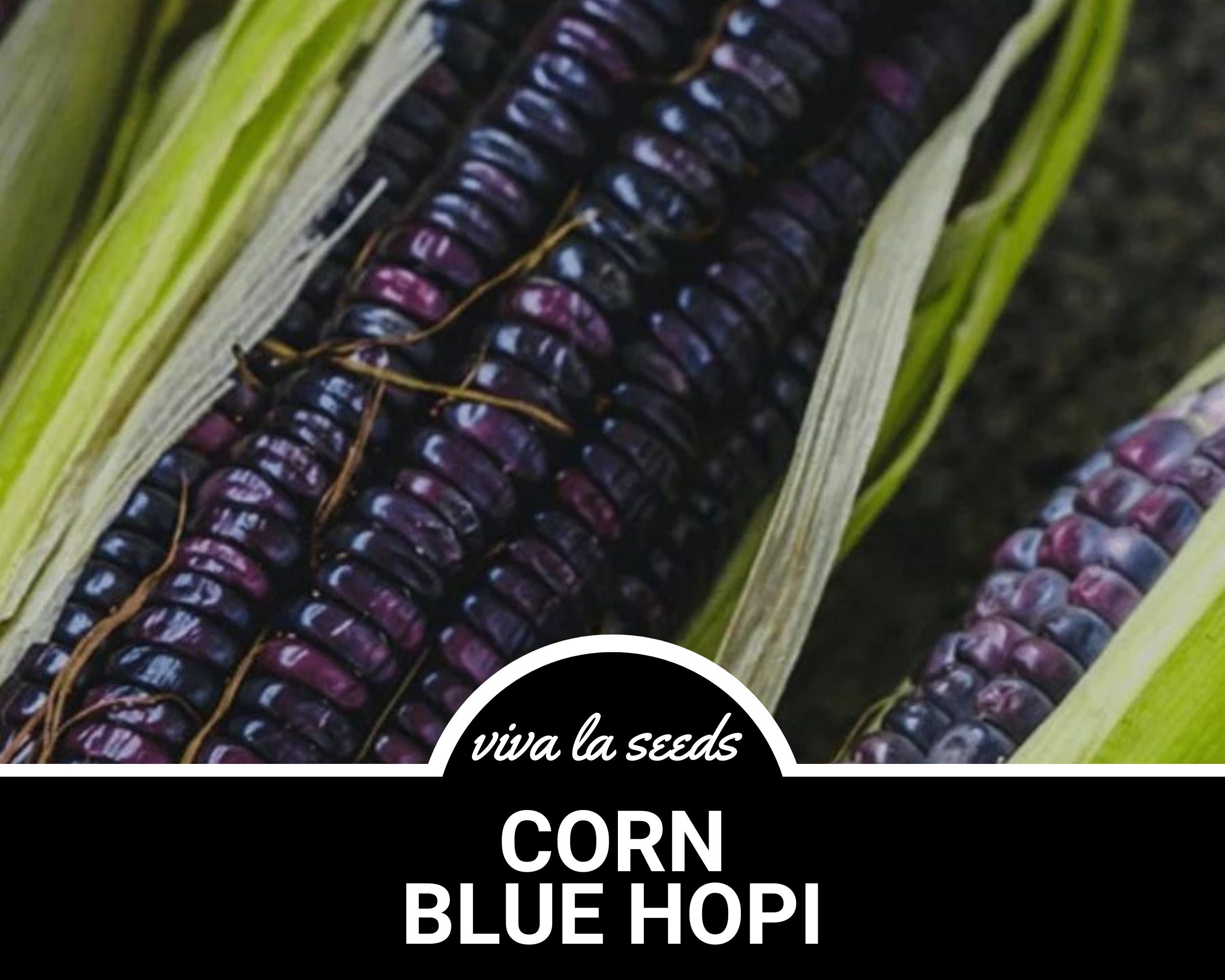 Corn, Blue Hopi | 30 Seeds | Heirloom Vegetable | Open Pollinated | Non ...
