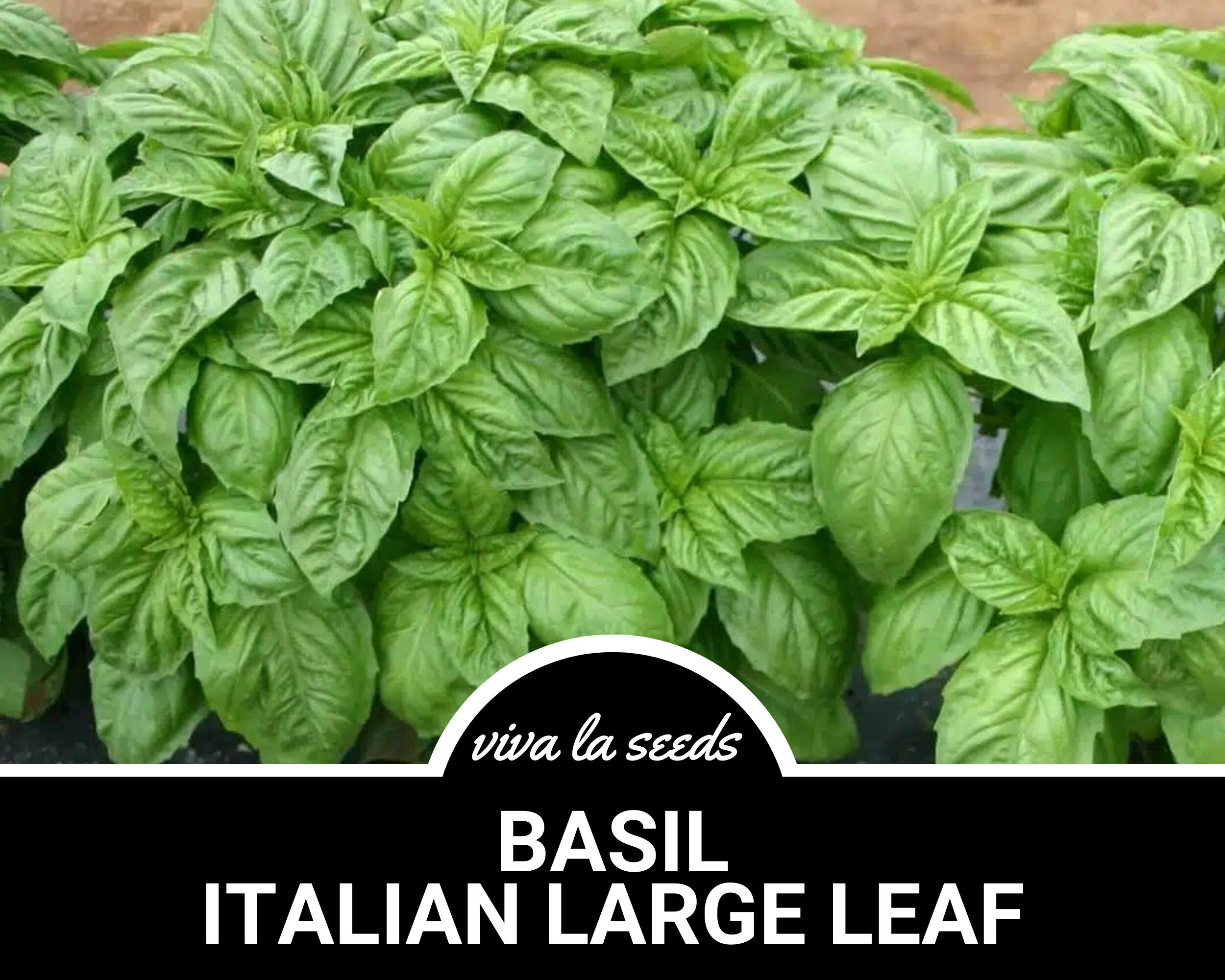 Basil, Italian Large Leaf | 250 Seeds | Medicinal & Culinary Herb ...