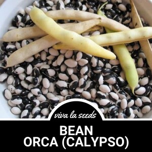 Bean, Calypso (orca) | 25 Seeds | Heirloom Vegetable | Bush Bean | Open ...