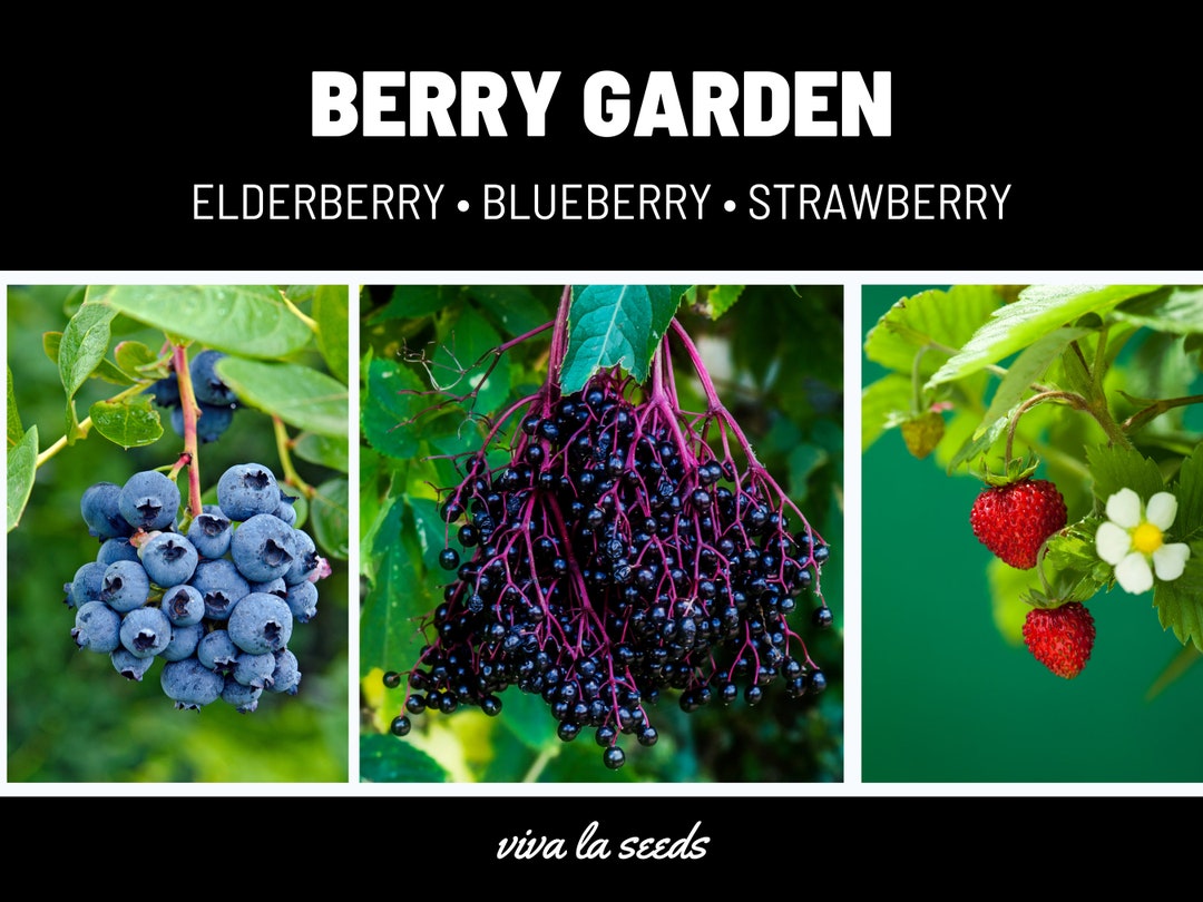 Berry Seed Collection | Elderberry, Blueberry, Strawberry | Heirloom ...