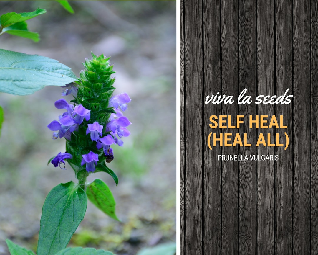Self Heal Heal All 50 Seeds Medicinal Herb Easy to - Etsy