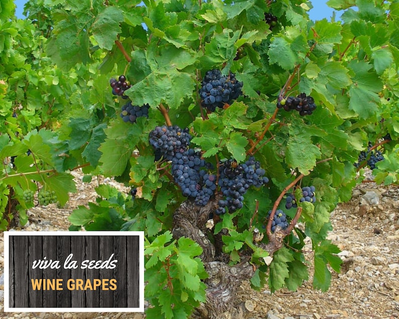 Grapes, Wine Common | 35 Seeds | Heirloom | Non-gmo | Vitis Vinifera - Etsy