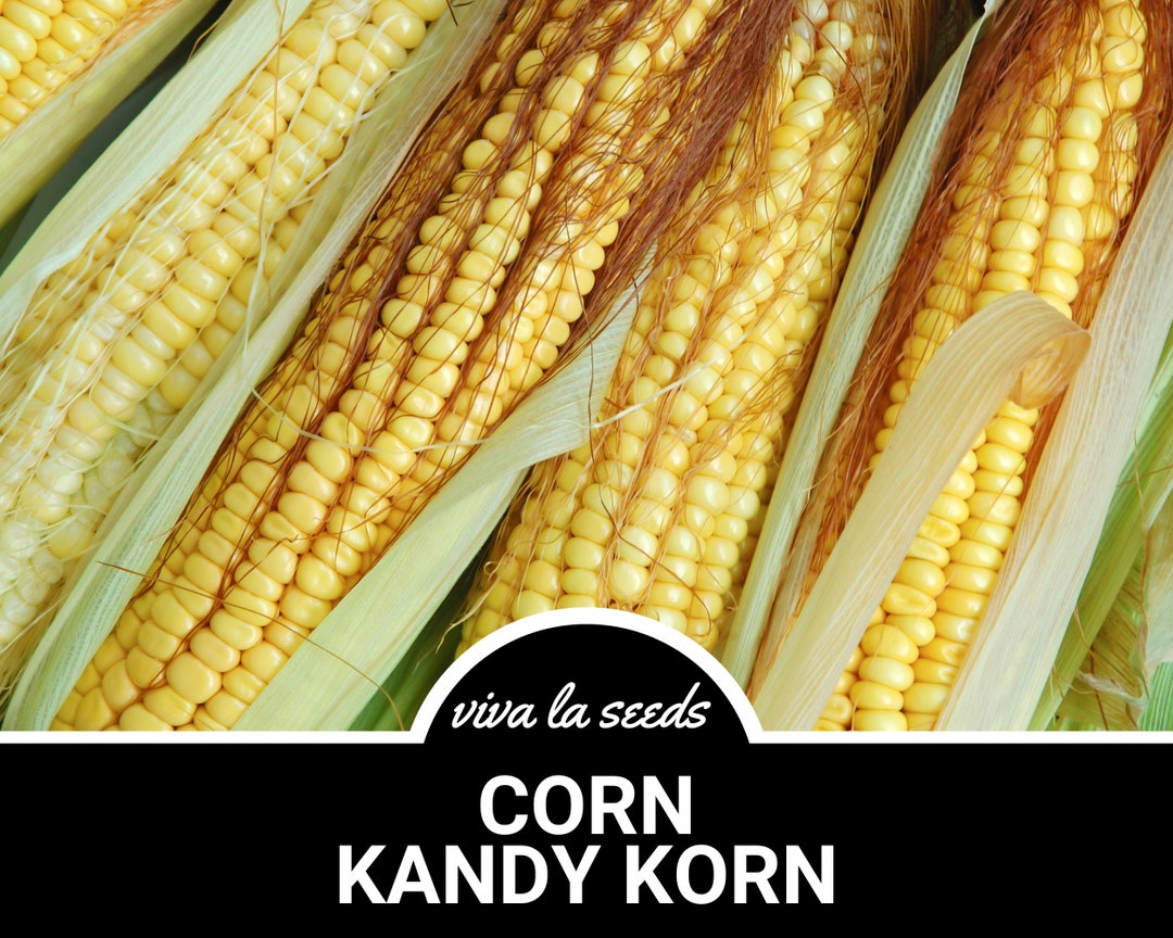 Corn, Kandy Korn | 60 Seeds | Hybrid Vegetable | Sweet Corn | Open ...