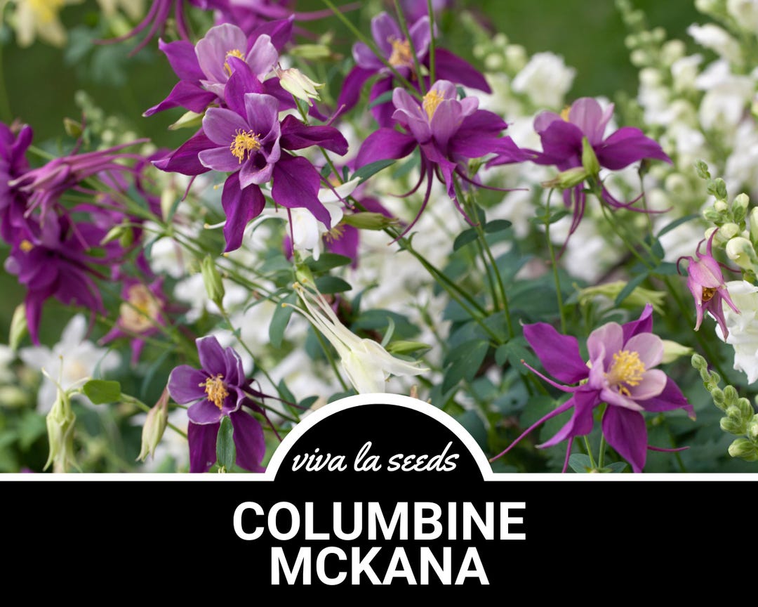 Columbine, Mckana | 100 Seeds | Hybrid Flower, AAS Winner, State Flower ...