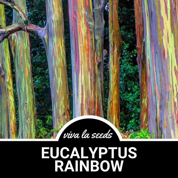 Rainbow Eucalyptus Tree - Etsy