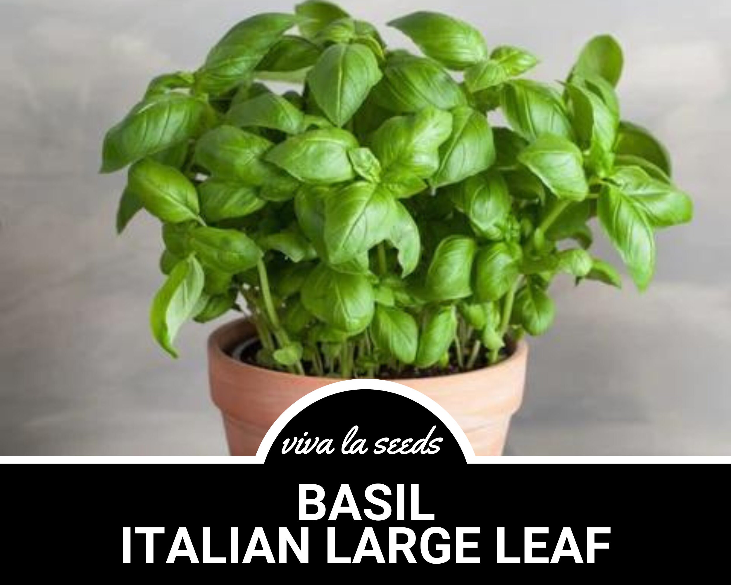 Basil, Italian Large Leaf | 250 Seeds | Medicinal & Culinary Herb ...