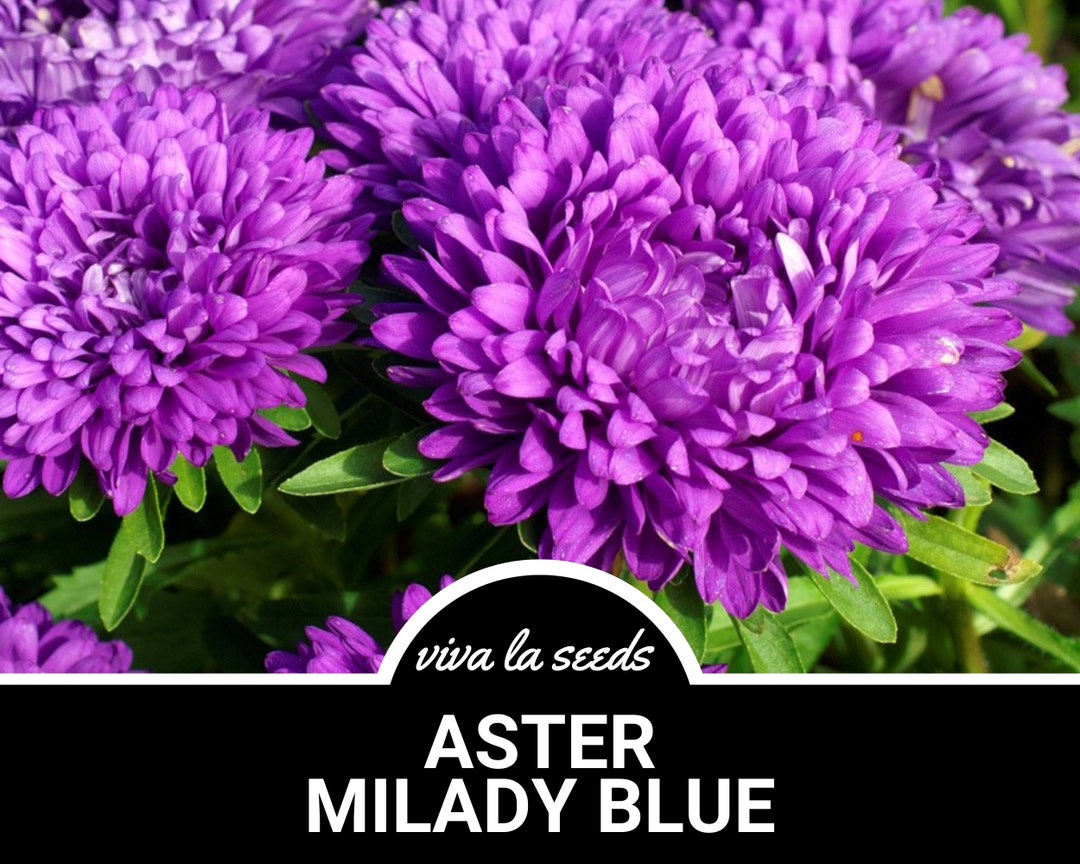 Aster, Milady Blue | 50 Seeds | Heirloom Flower | Dwarf | Easy to Grow ...
