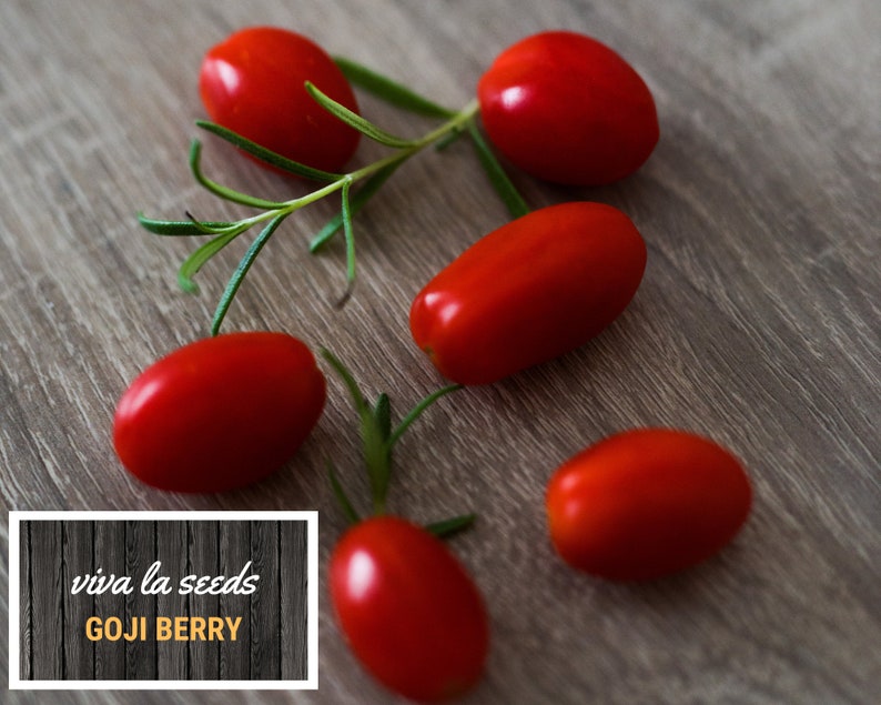 Goji Berry ( Wolfberry) | 50 Seeds | Medicinal | Culinary | Heirloom ...