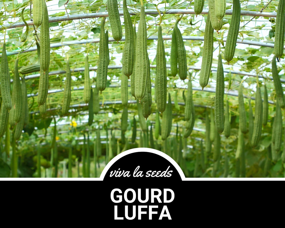 Gourd, Luffa | 20 Seeds | Grow Your Own Luffa | Heirloom | Luffa ...