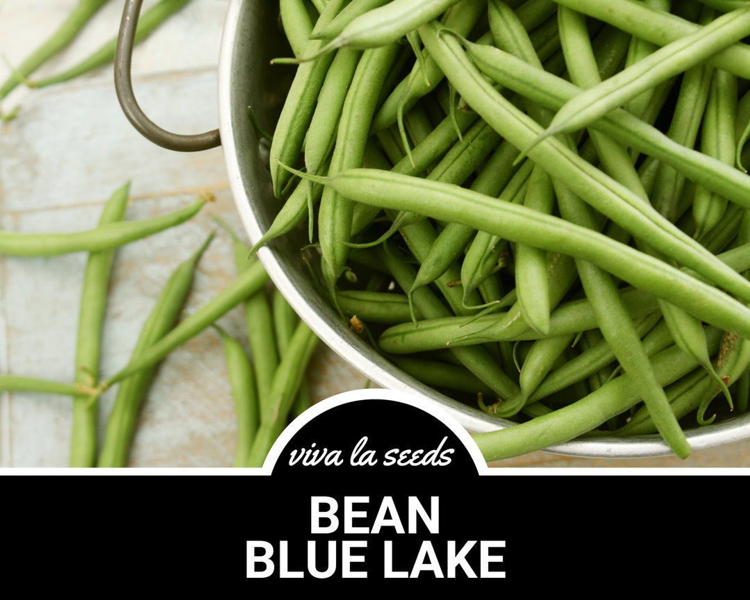 Bean, Blue Lake | 50 Seeds | Heirloom Vegetable | Pole Bean | Open ...
