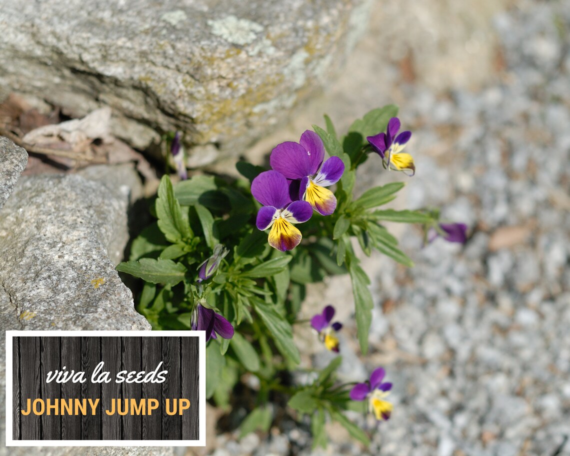 Viola, Johnny Jump up | 200 Seeds | Beautiful Medicinal Flowers | Non ...