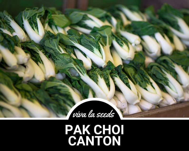 Pak Choi, Canton | Bok Choy | 100 Seeds | Heirloom Vegetable | Open ...