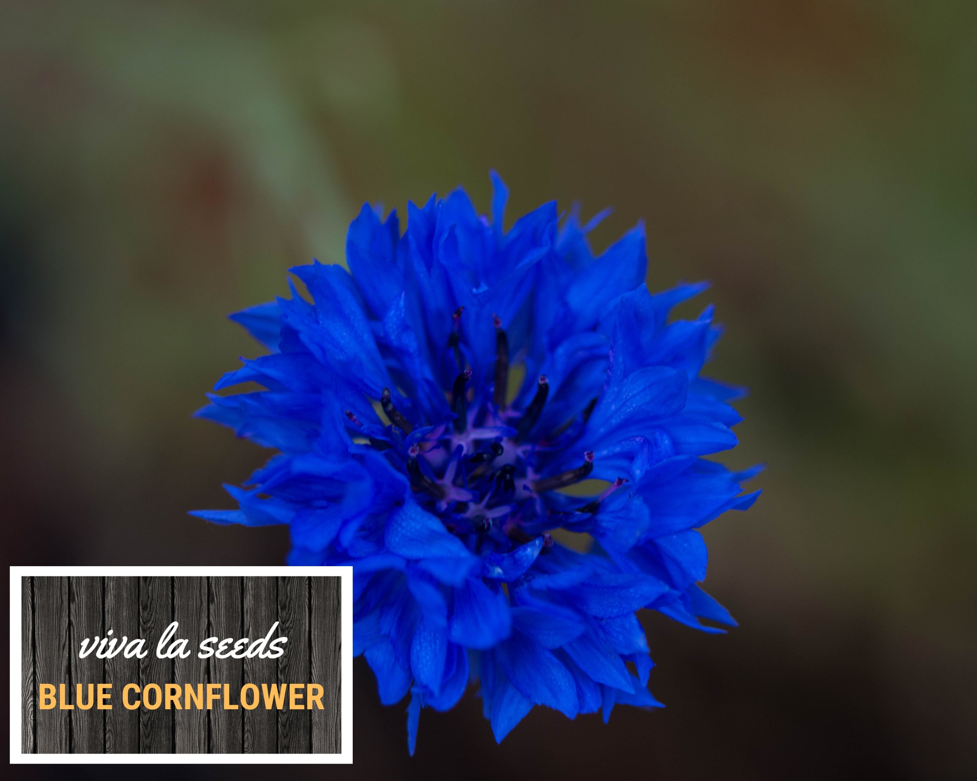 Cornflower, Blue (bachelor's Button) | 100 Seeds | Medicinal Herb | Non ...