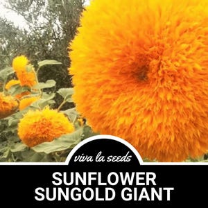 Sunflower, Giant Sungold | 25 Seeds | Culinary & Medicinal | Easy to ...