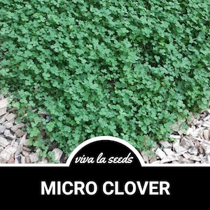 Clover, Micro (mini) | 10,000 Seeds | Lawn Alternative | Ground Cover ...